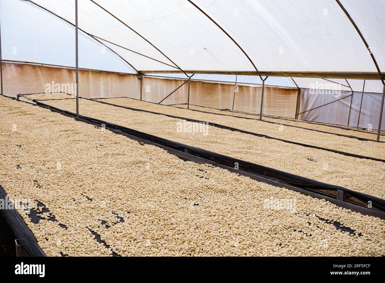 coffee dryer greenhouse solar dryer Structure for drying the coffee ...