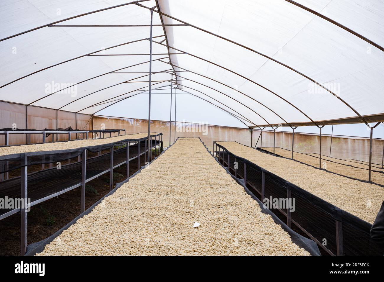 coffee dryer greenhouse solar dryer Structure for drying the coffee ...