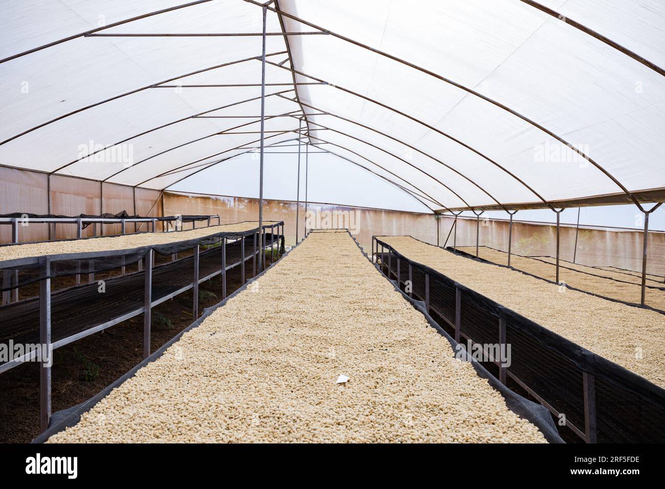 coffee dryer greenhouse solar dryer Structure for drying the coffee ...