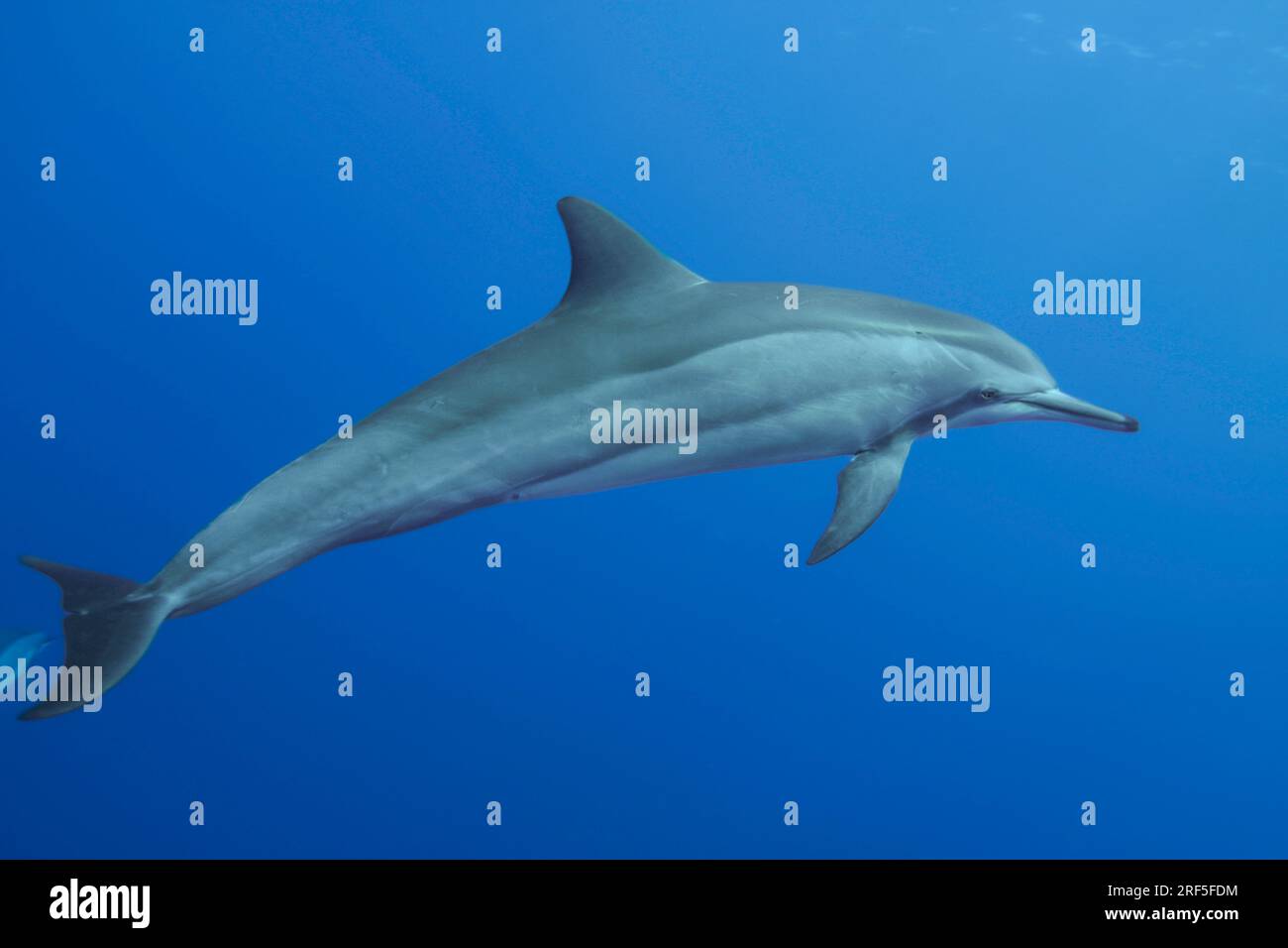 Spinner dolphin, Stenella longirostris, off the island of Maui, Hawaii ...