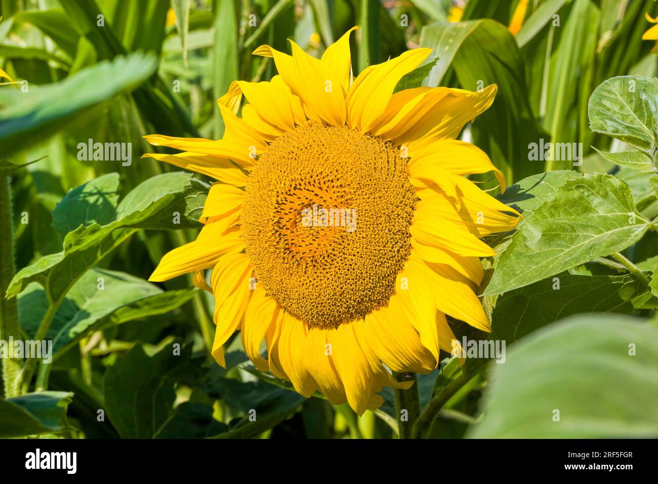 common sunflower with yellow petals on an agricultural field close up of the inflorescence of ...