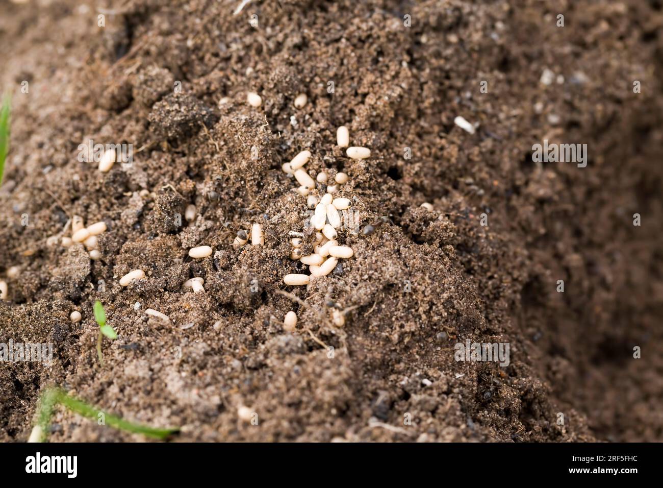 Black ant on sand hi-res stock photography and images - Alamy