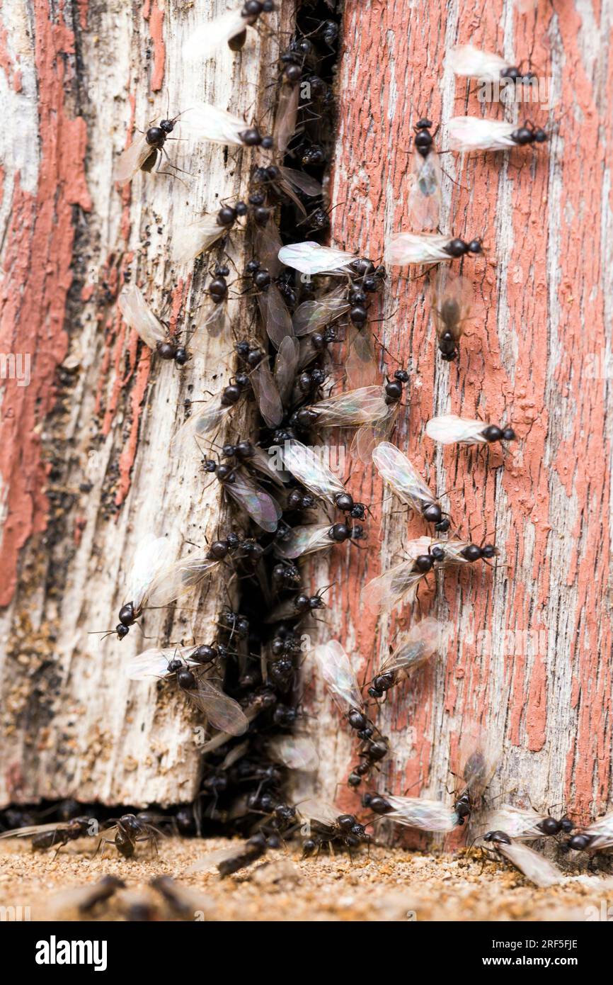 ants crawling on the sand in the summer or spring season, close up and ...