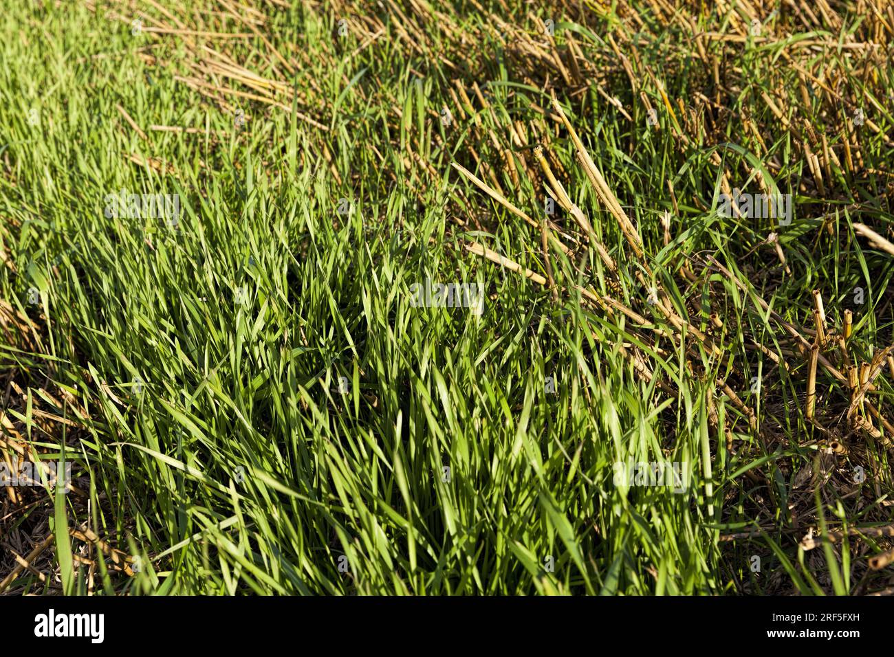 green and yellow oats or other cereals on agricultural land, farming ...