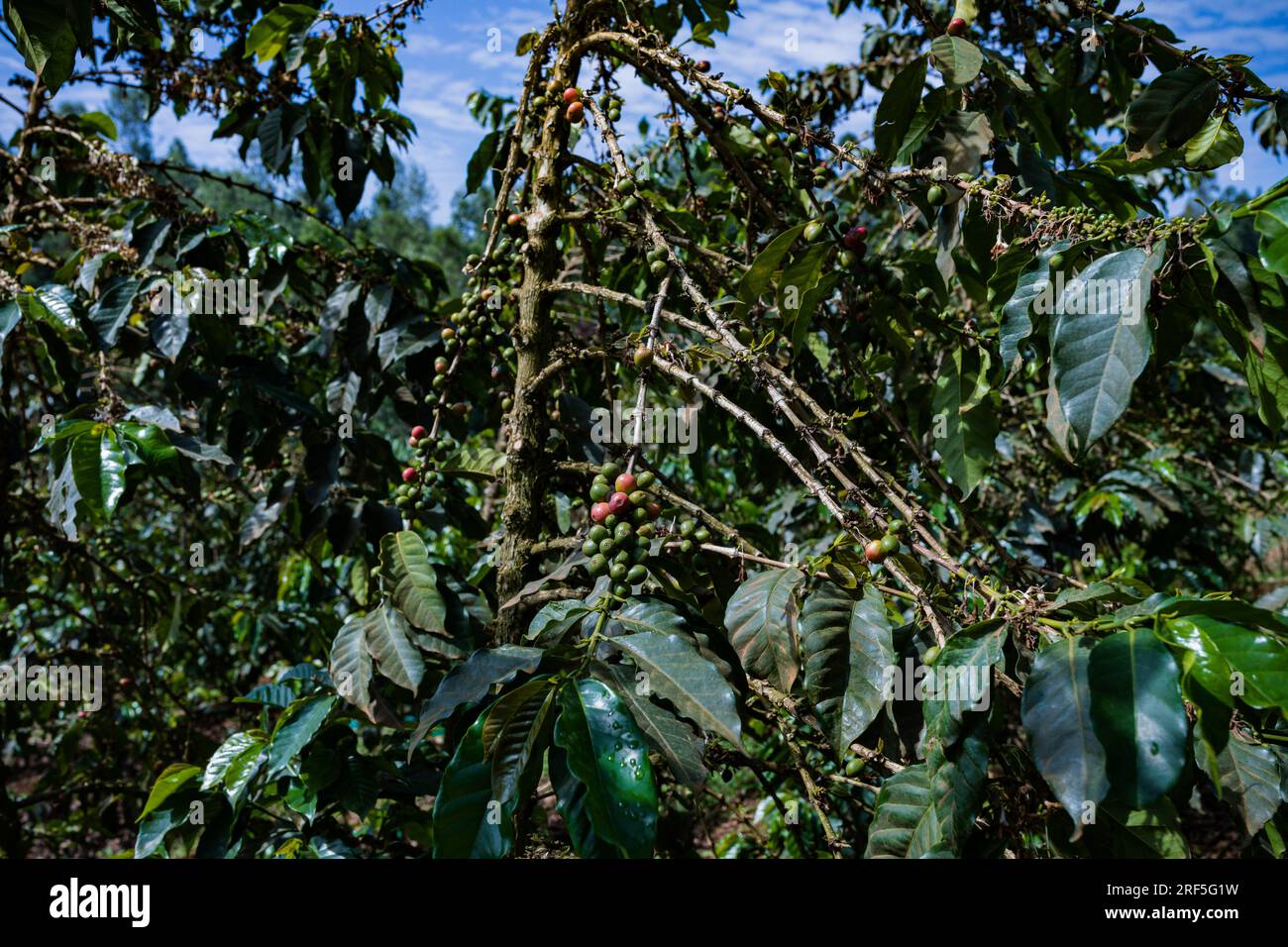 Coffee Trees plantation in Ruiru, Kiambu County, Kenya is a beverage ...