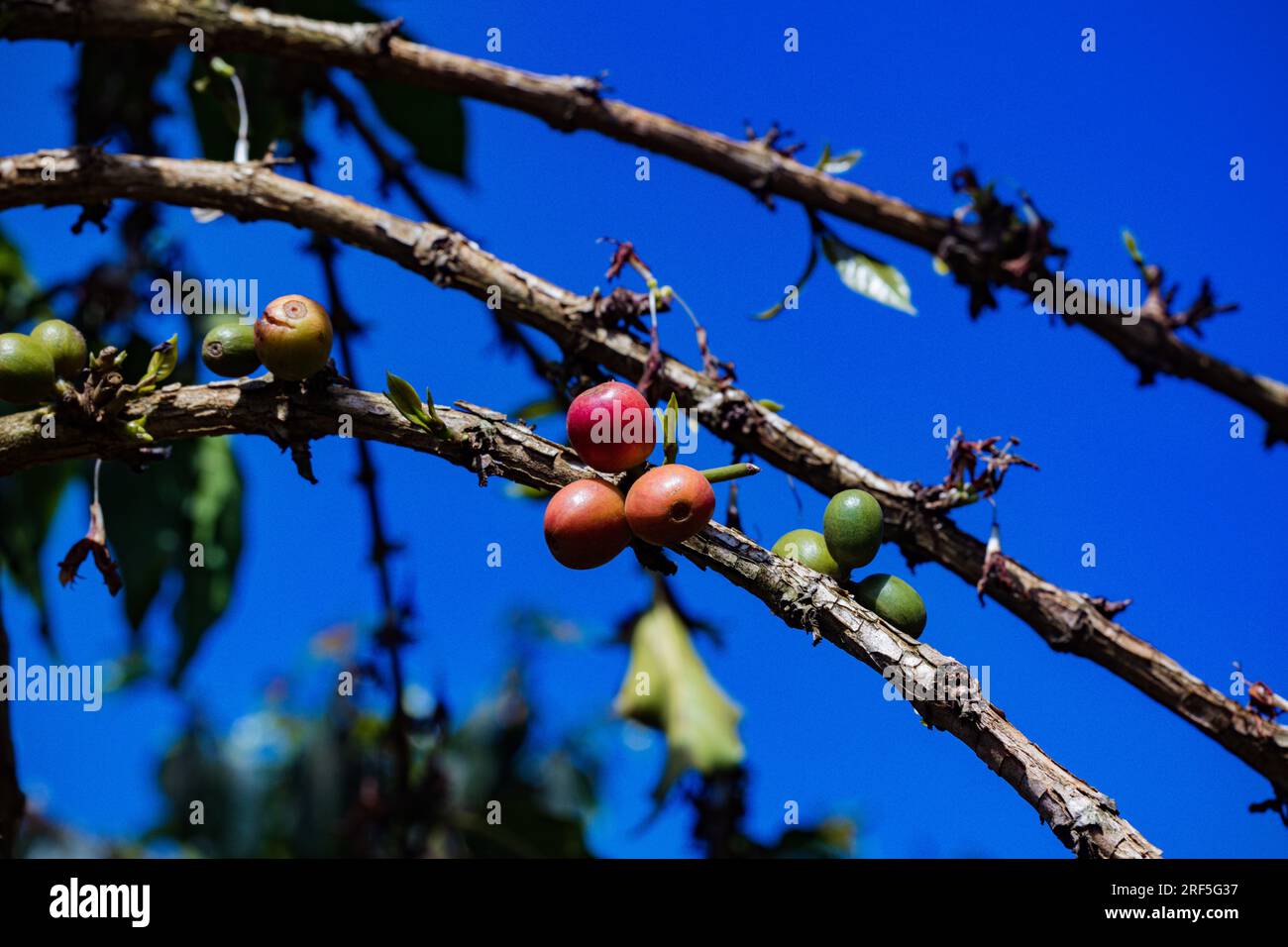 Coffee Trees plantation in Ruiru, Kiambu County, Kenya is a beverage ...