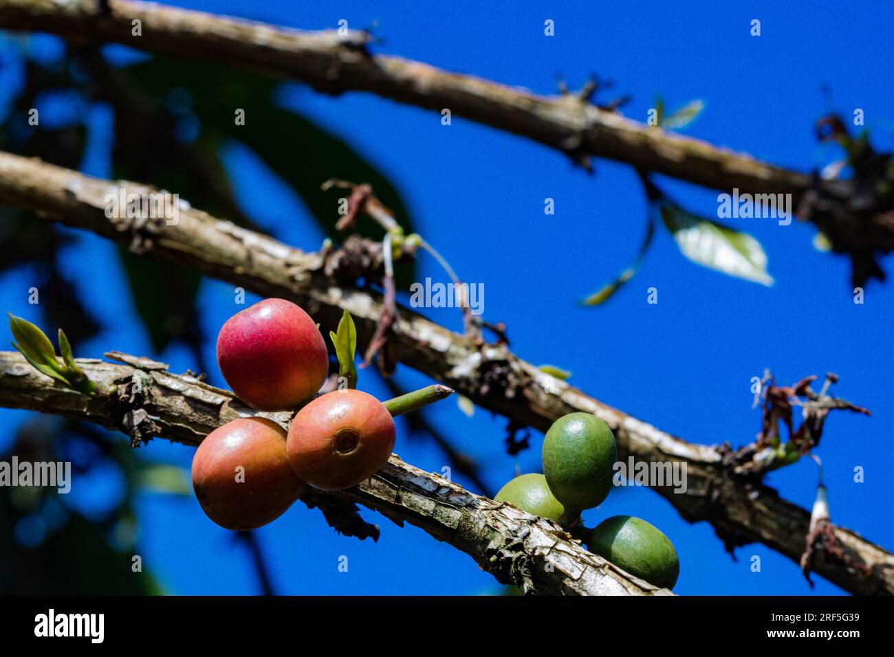Coffee Trees plantation in Ruiru, Kiambu County, Kenya is a beverage ...