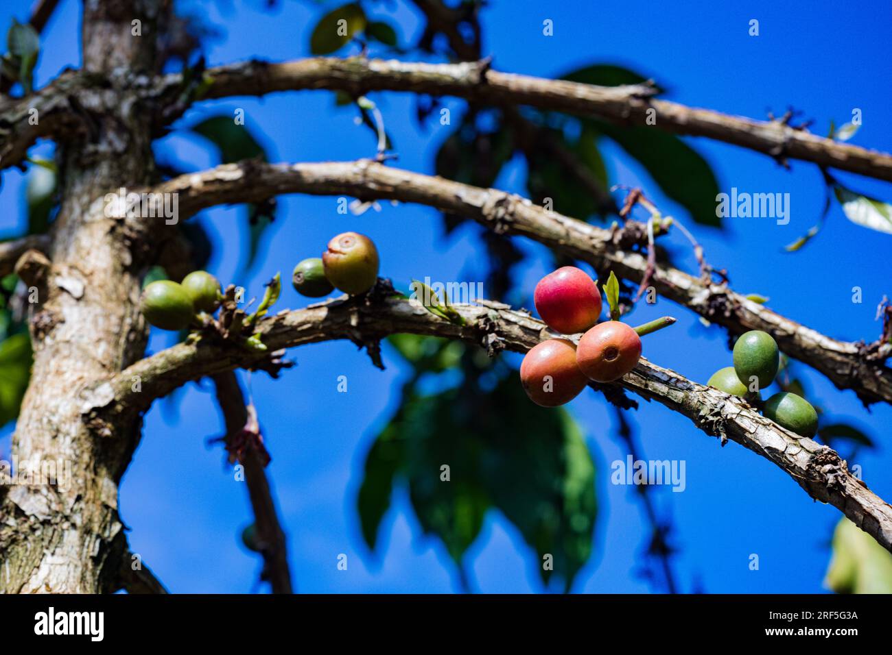 Coffee Trees plantation in Ruiru, Kiambu County, Kenya is a beverage ...