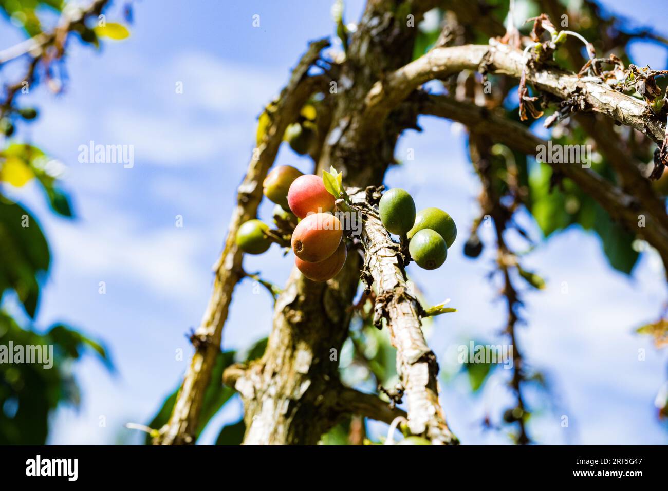Coffee Trees plantation in Ruiru, Kiambu County, Kenya is a beverage ...