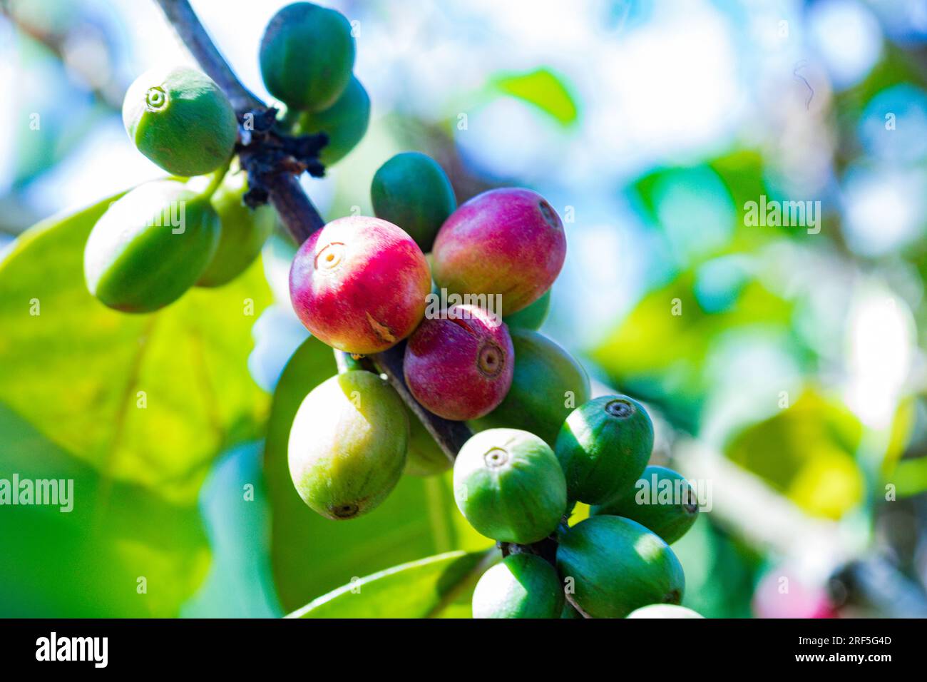 Coffee Trees plantation in Ruiru, Kiambu County, Kenya is a beverage ...