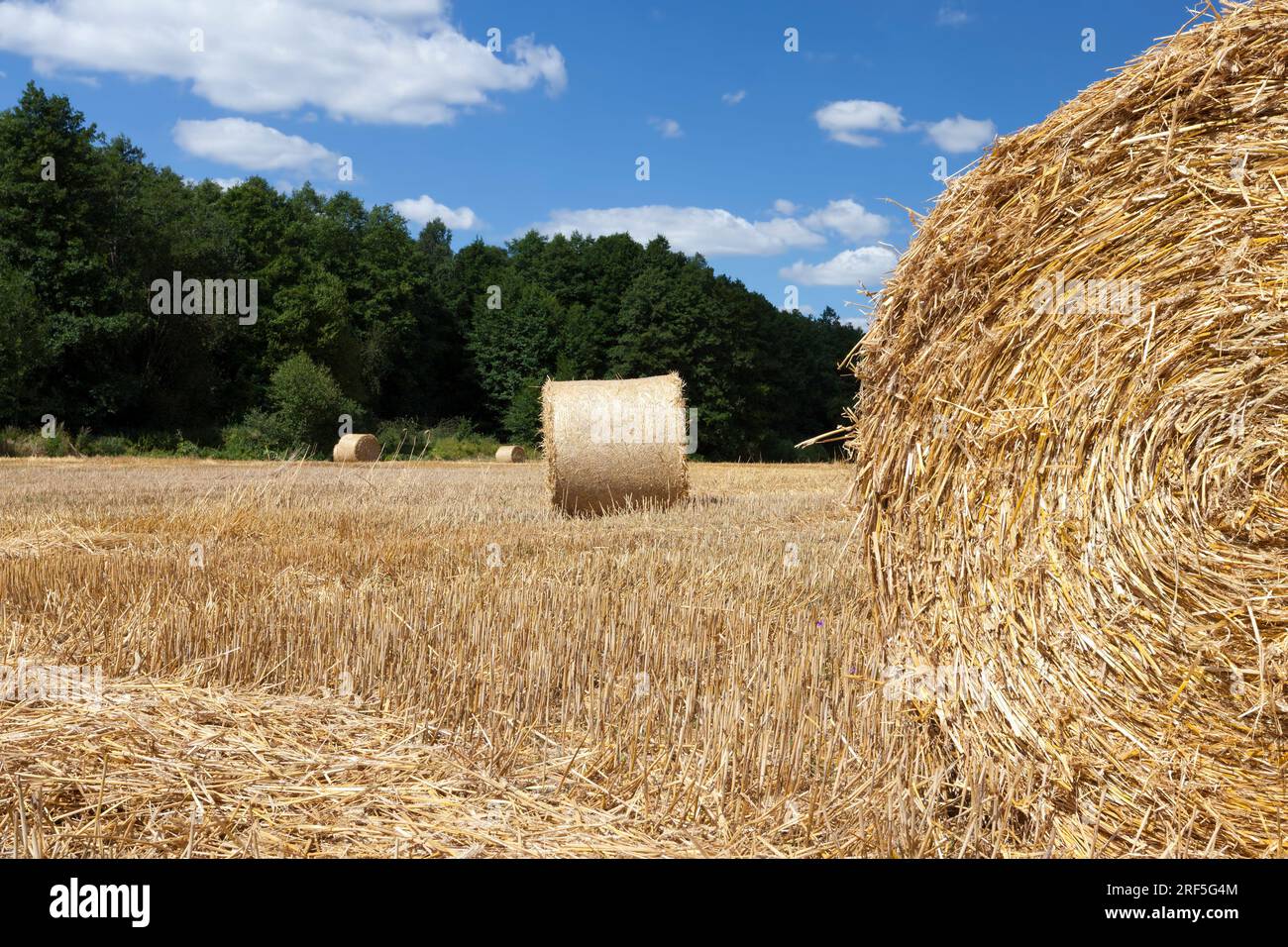 agricultural field on which there are stacks after the harvest of wheat ...