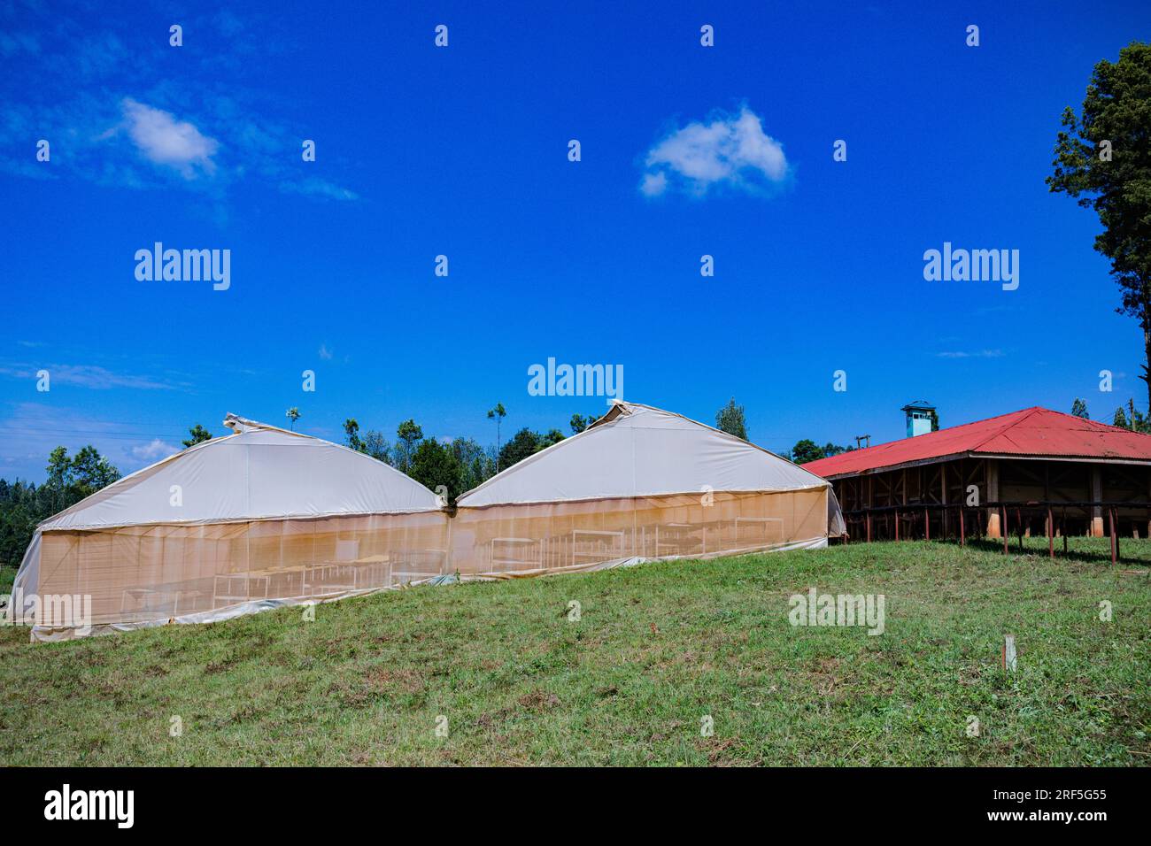 coffee dryer greenhouse solar dryer Structure for drying the coffee ...