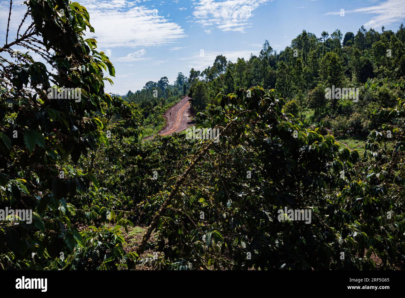 Coffee Trees plantation in Ruiru, Kiambu County, Kenya is a beverage ...