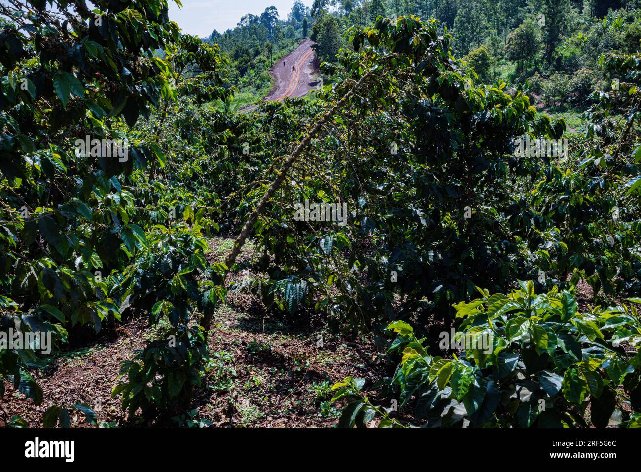 Coffee Trees plantation in Ruiru, Kiambu County, Kenya is a beverage ...
