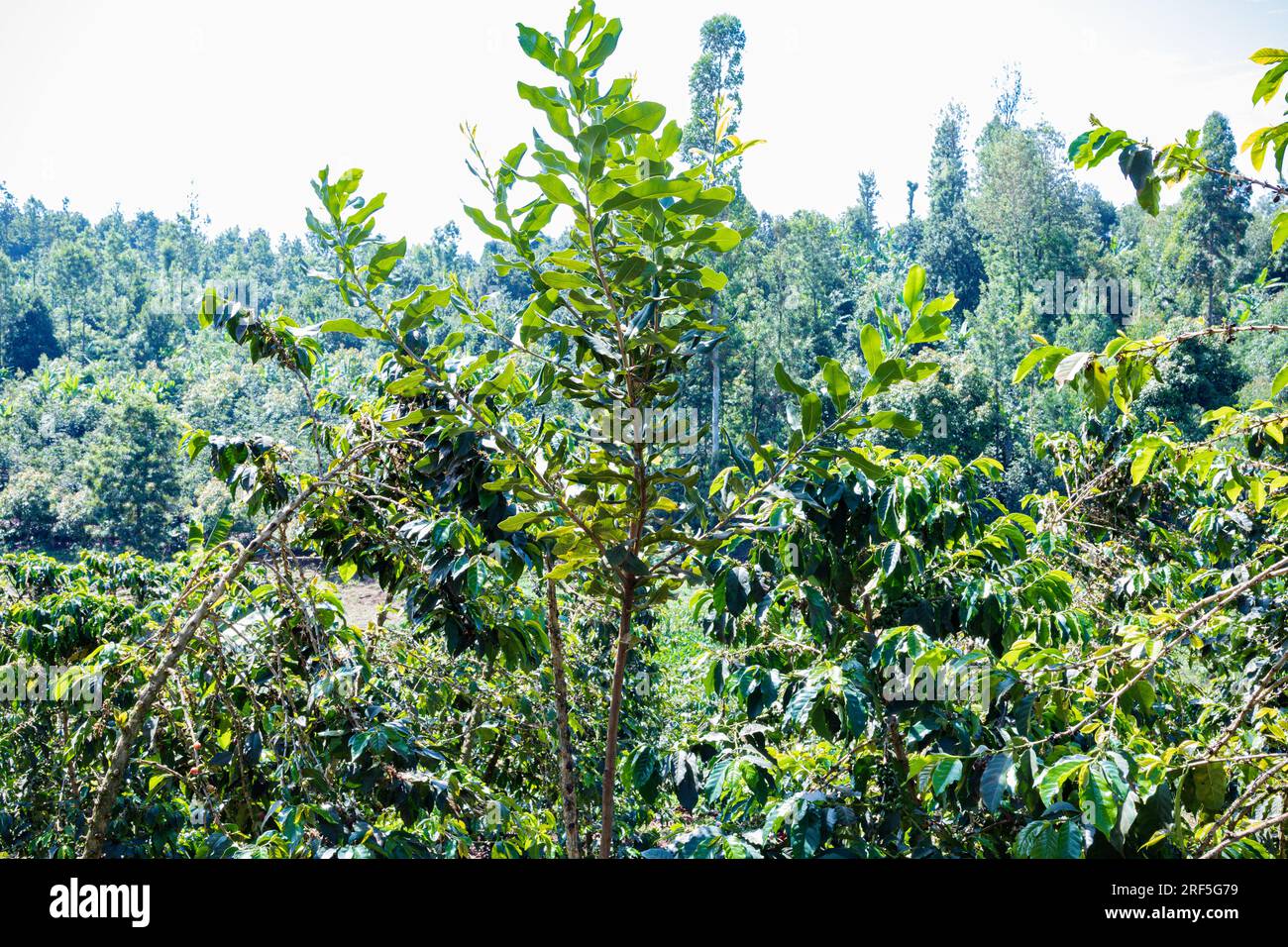 Coffee Trees plantation in Ruiru, Kiambu County, Kenya is a beverage ...