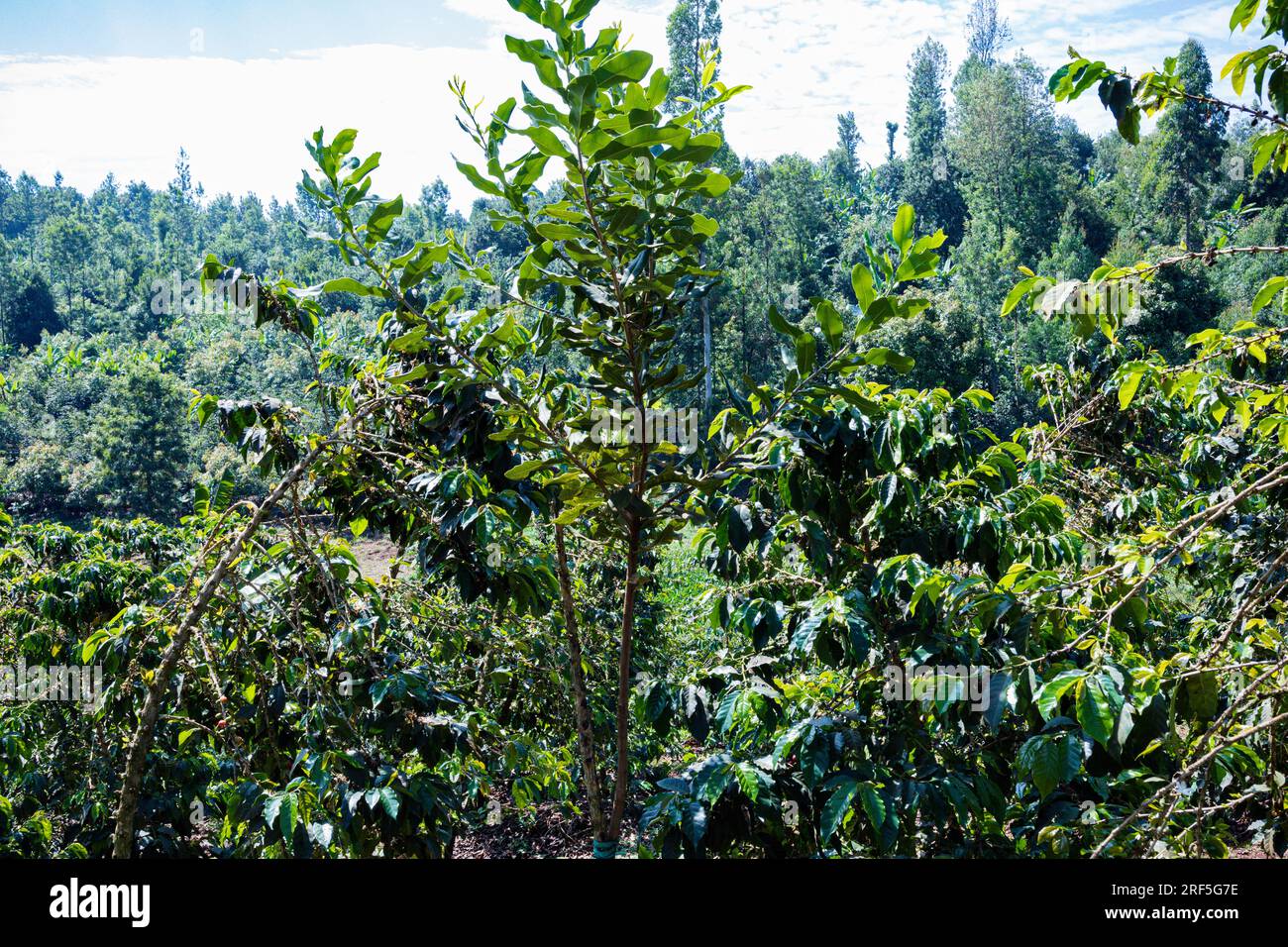 Coffee Trees plantation in Ruiru, Kiambu County, Kenya is a beverage ...