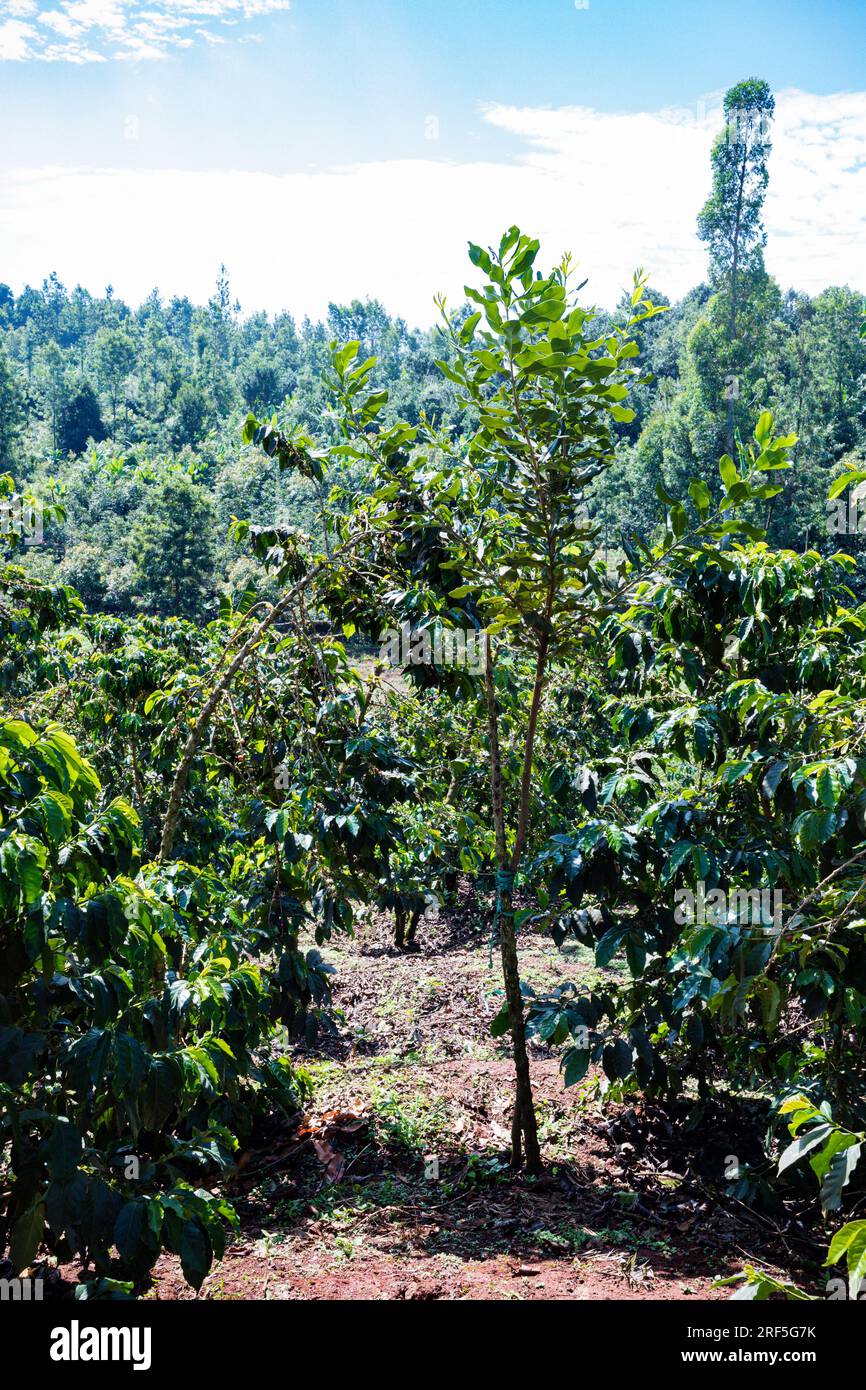 Coffee Trees plantation in Ruiru, Kiambu County, Kenya is a beverage ...
