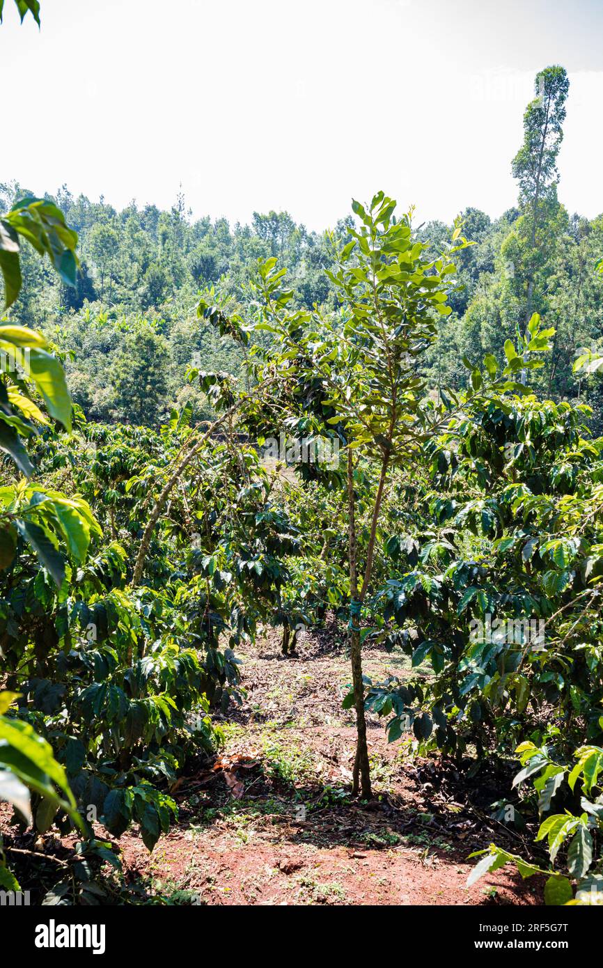 Coffee Trees plantation in Ruiru, Kiambu County, Kenya is a beverage ...
