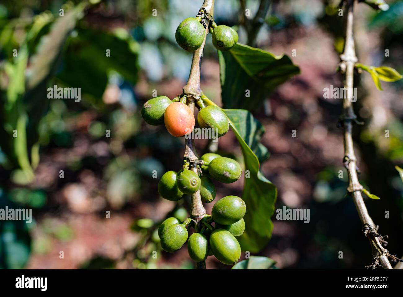 Coffee Trees plantation in Ruiru, Kiambu County, Kenya is a beverage ...