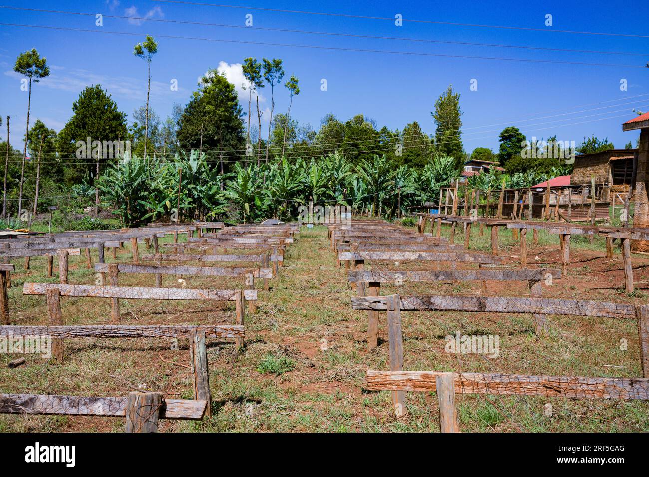 coffee dryer greenhouse solar dryer Structure for drying the coffee ...