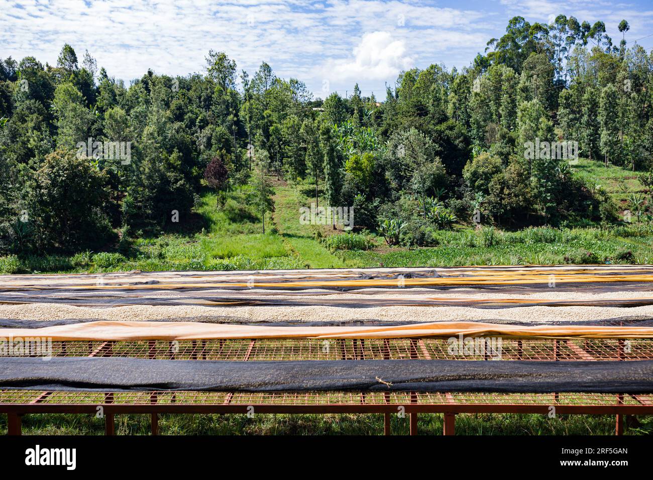 coffee dryer greenhouse solar dryer Structure for drying the coffee ...