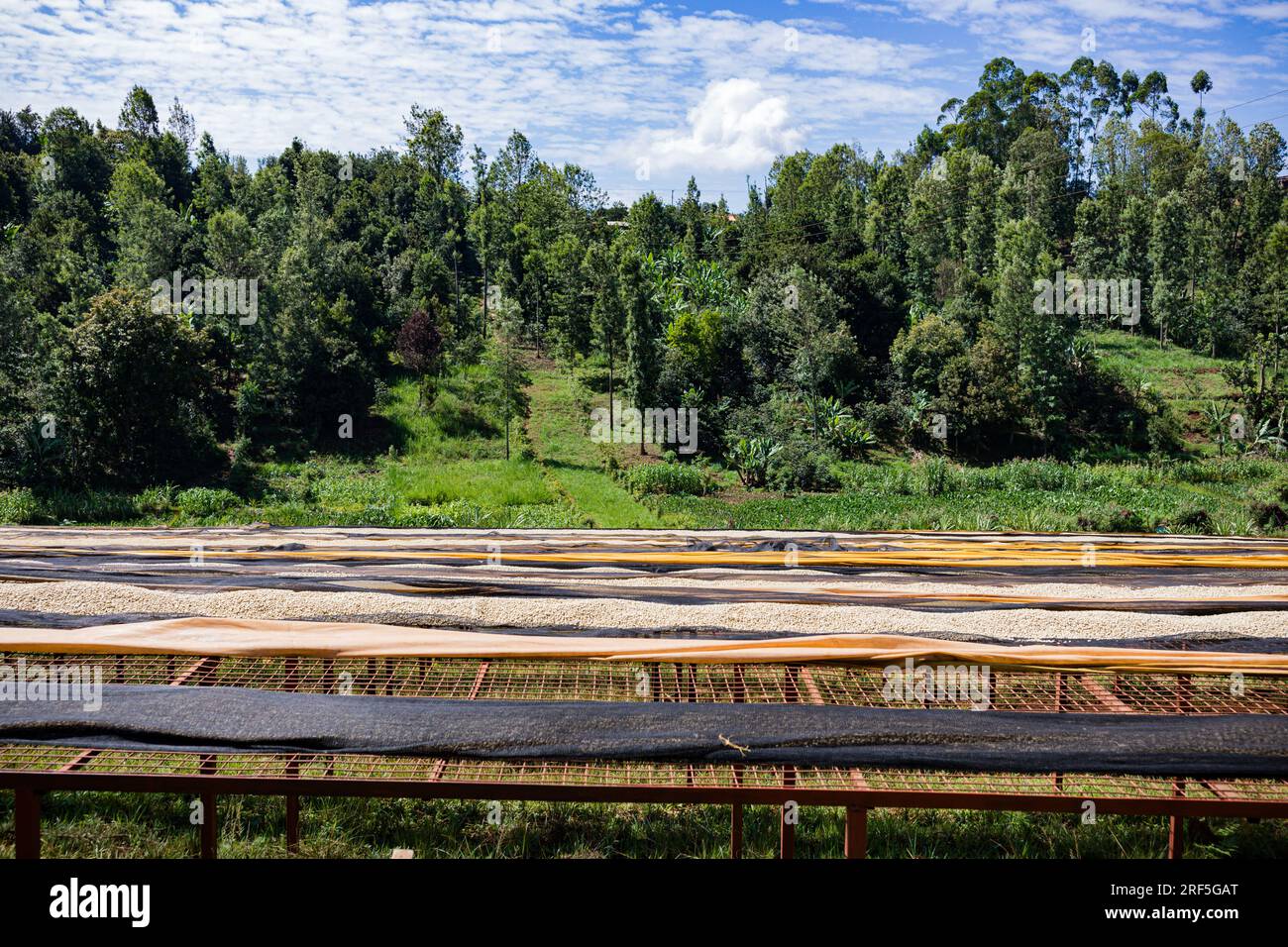 coffee dryer greenhouse solar dryer Structure for drying the coffee ...