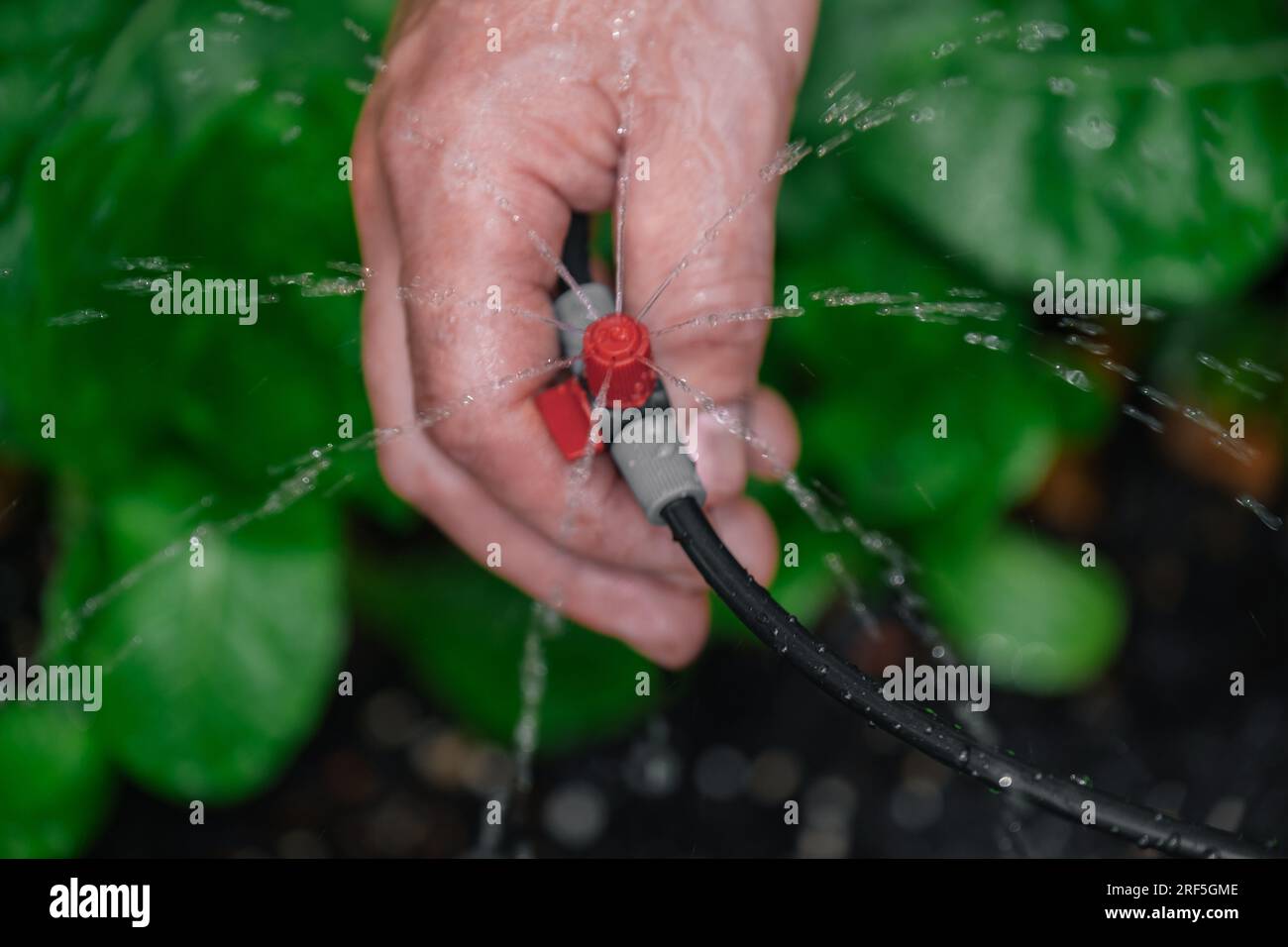 Drip hose and sprinkler in hands on a garden bed with chard background ...