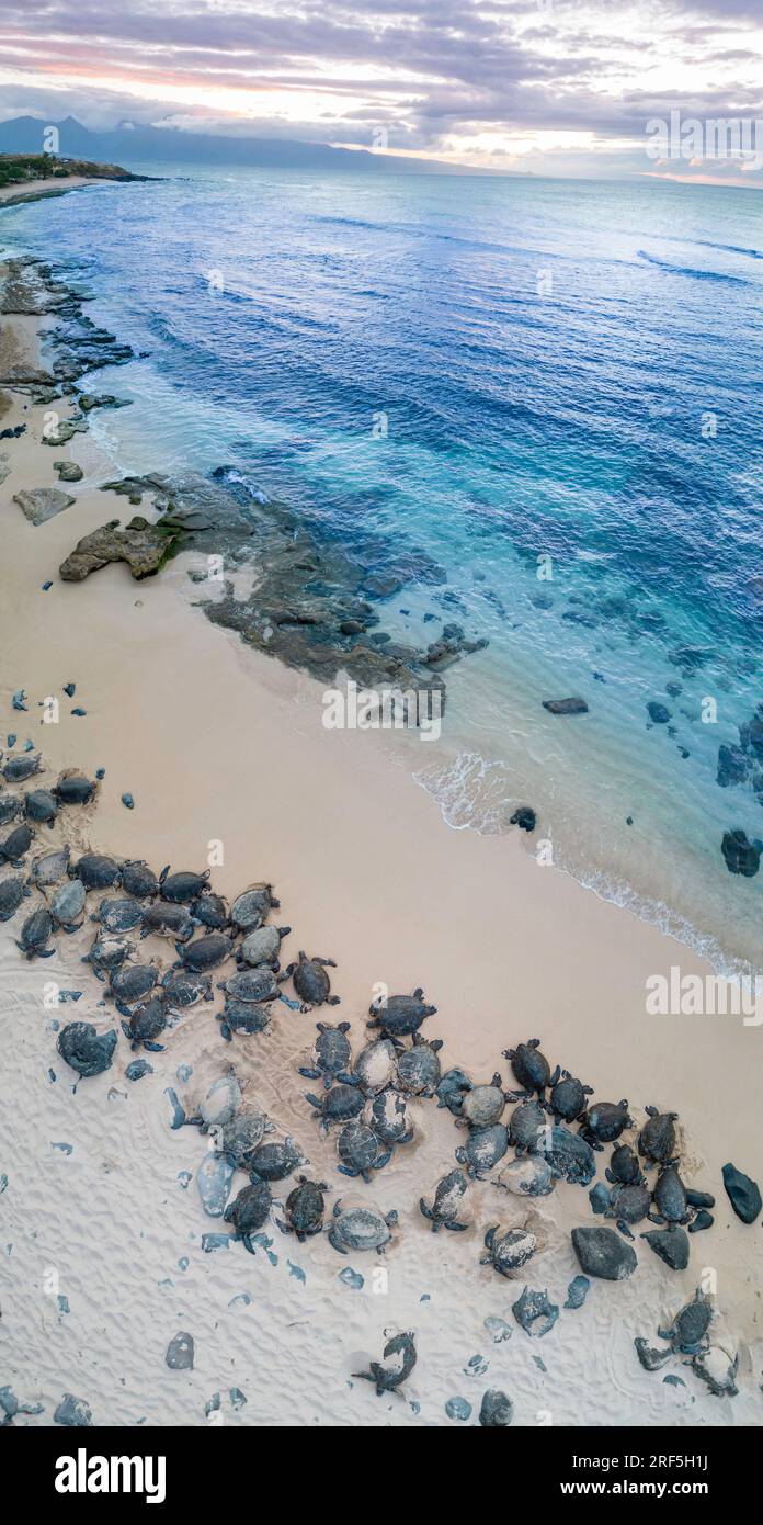 An aerial view of green sea turtles, Chelonia mydas, an endangered ...