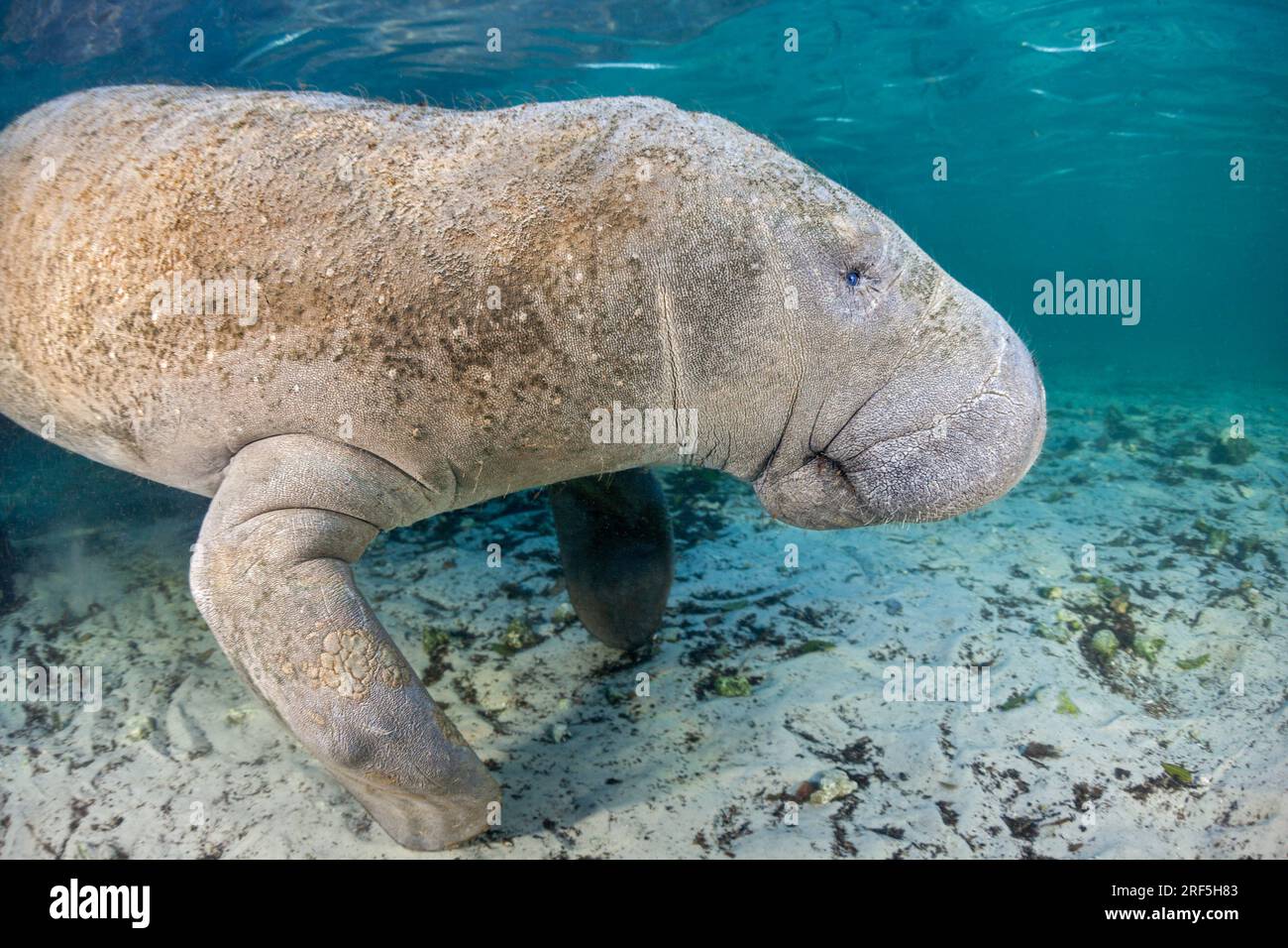 Endangered Florida Manatee, Trichechus manatus latirostris, at Three ...