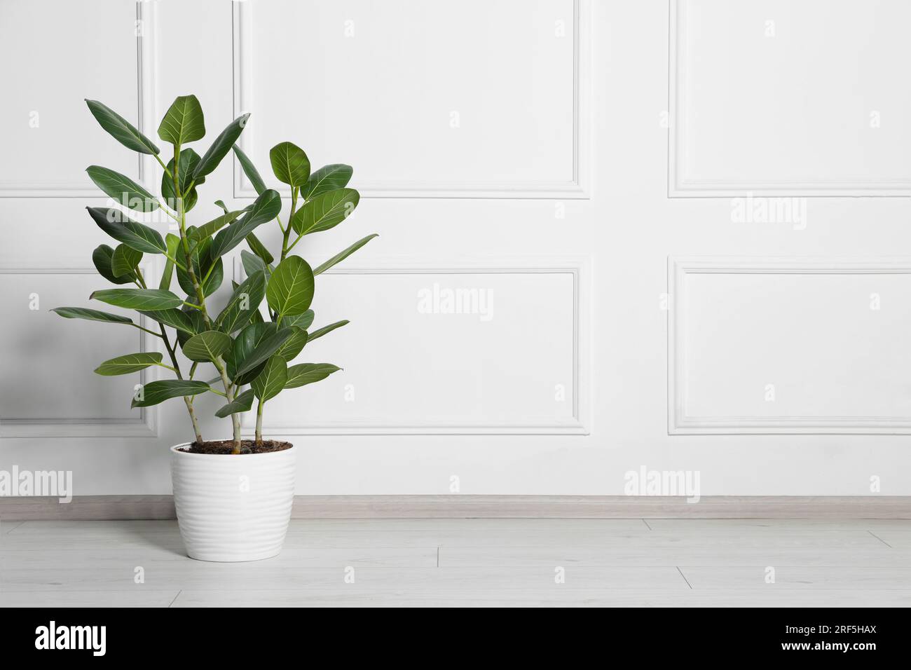 Potted ficus on floor near white wall indoors, space for text ...