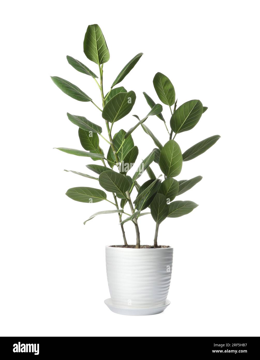 Ficus lyrata in pot hi-res stock photography and images - Alamy