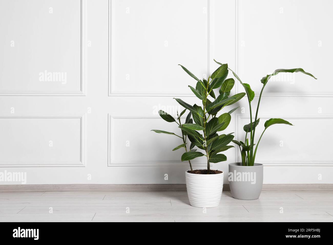 Different houseplants in pots on floor near white wall indoors, space ...