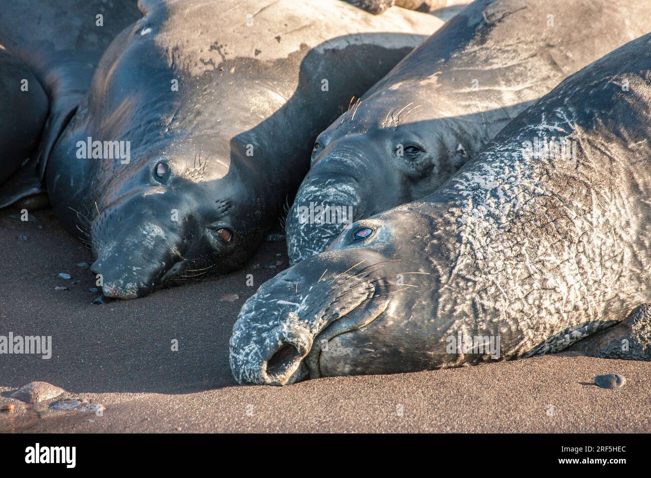 Northern elephant seals, Mirounga angustirostris, Guadalupe Island ...