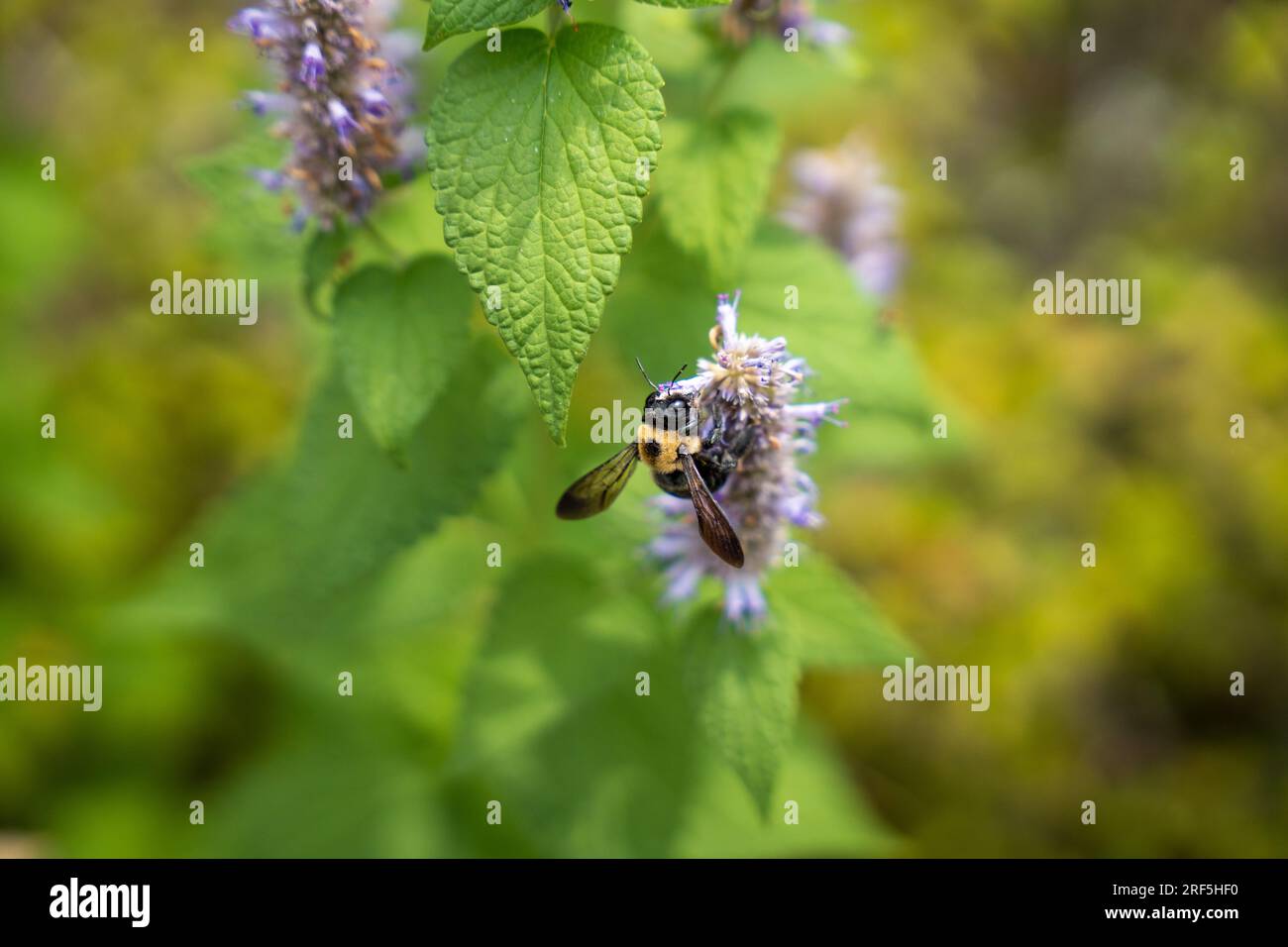 Inspecting a bush hi-res stock photography and images - Alamy