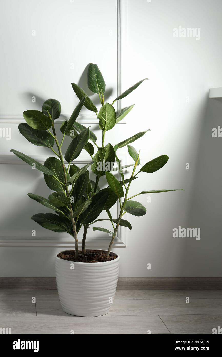 Potted ficus on floor near white wall indoors. Beautiful houseplant ...