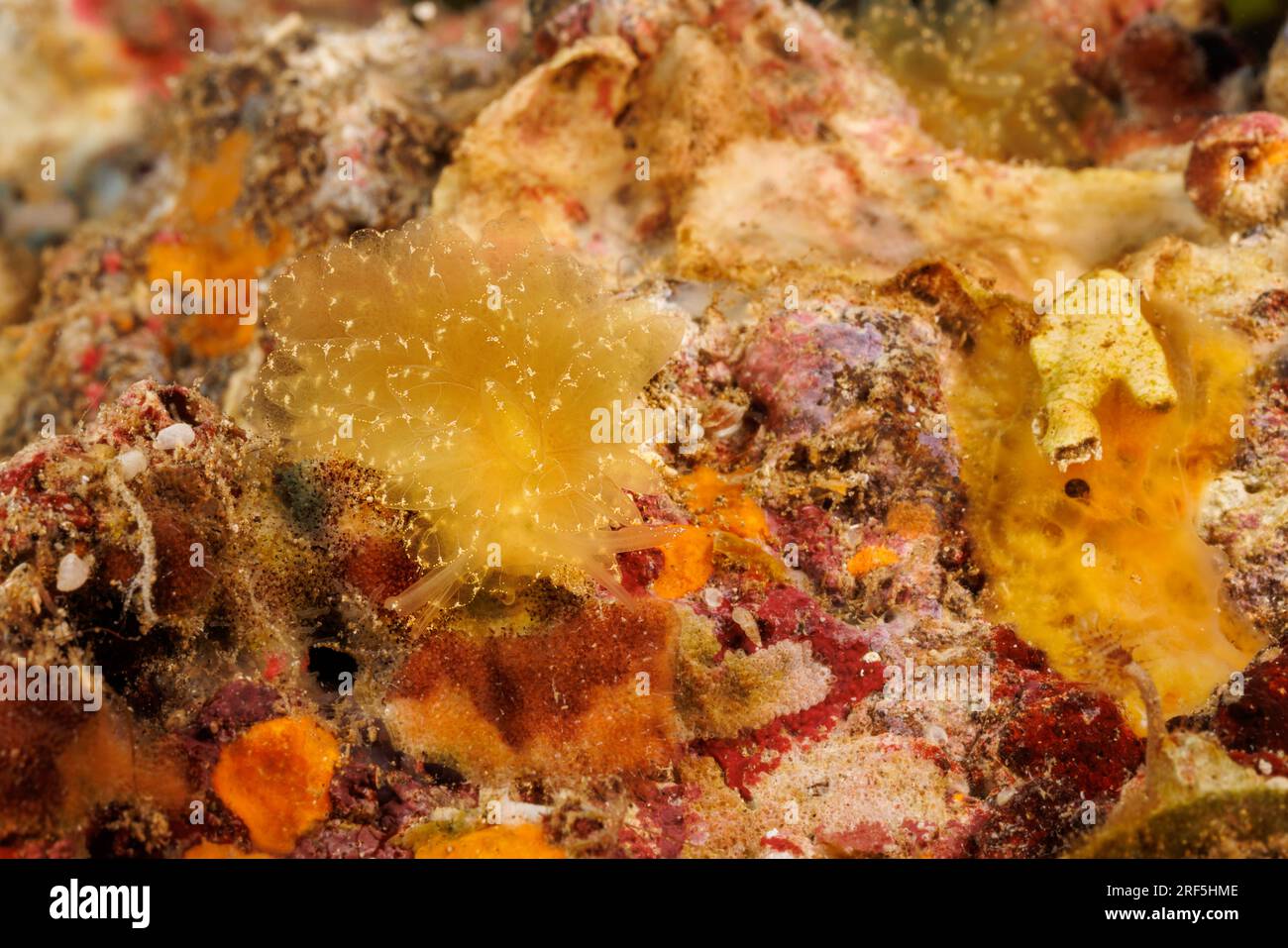 The butterfly nudibranch, Cyerce elegans, is also known as the elegant ...