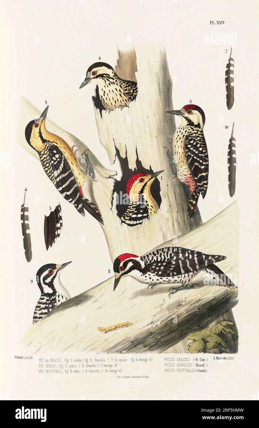 Antique bird illustration. Woodpecker birds in the woods. 19th-century ...