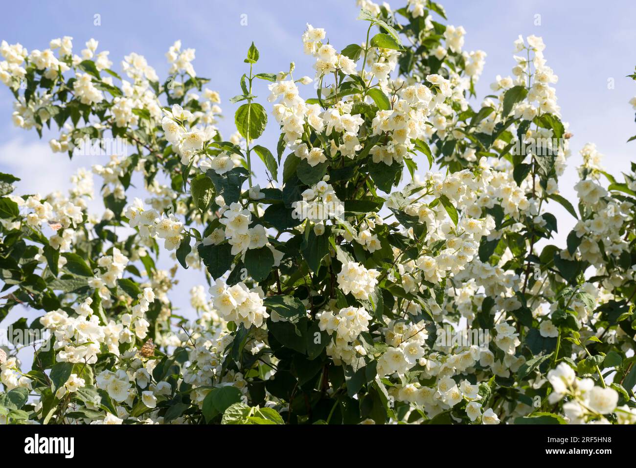 beautiful fresh jasmine flowers in spring, white fragrant jasmine ...