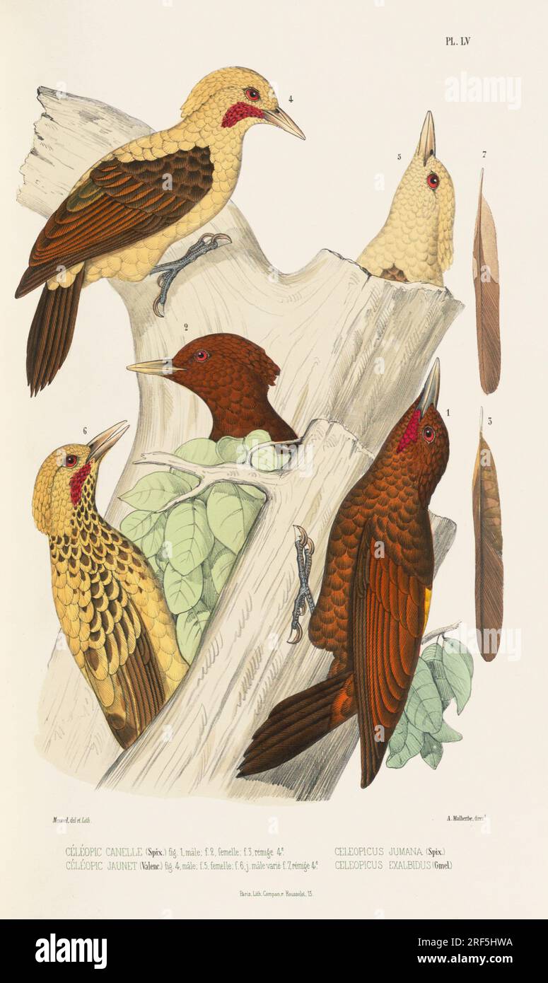 Antique bird illustration. Woodpecker birds in the woods. 19th-century ...
