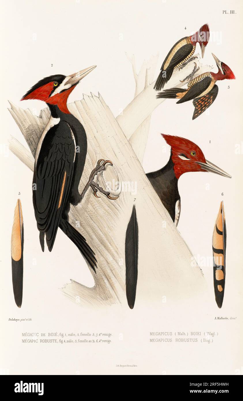 Antique bird illustration. Woodpecker birds in the woods. 19th-century ...
