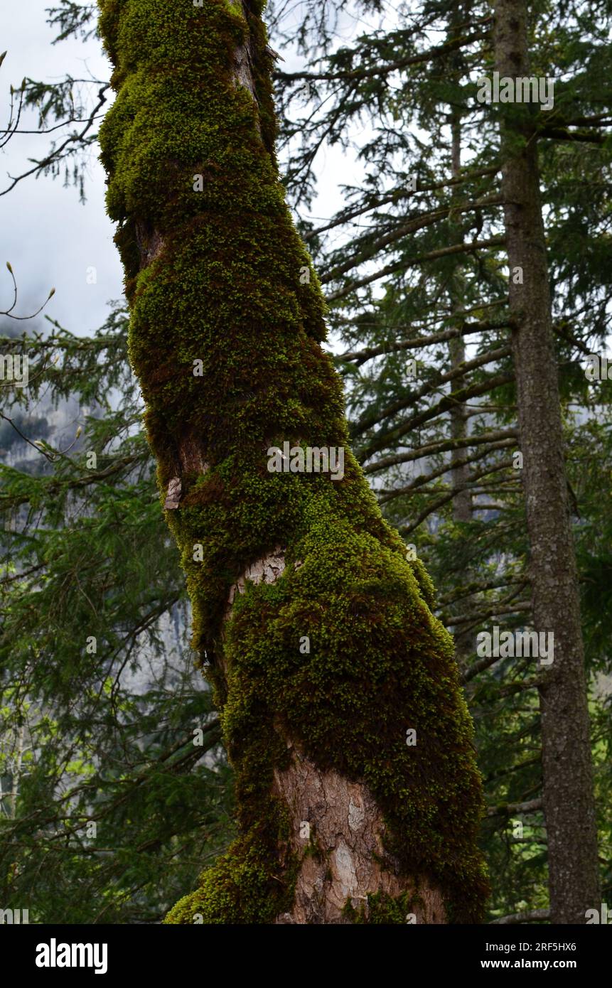 Tree trunk overgrown with moss in forest Stock Photo - Alamy