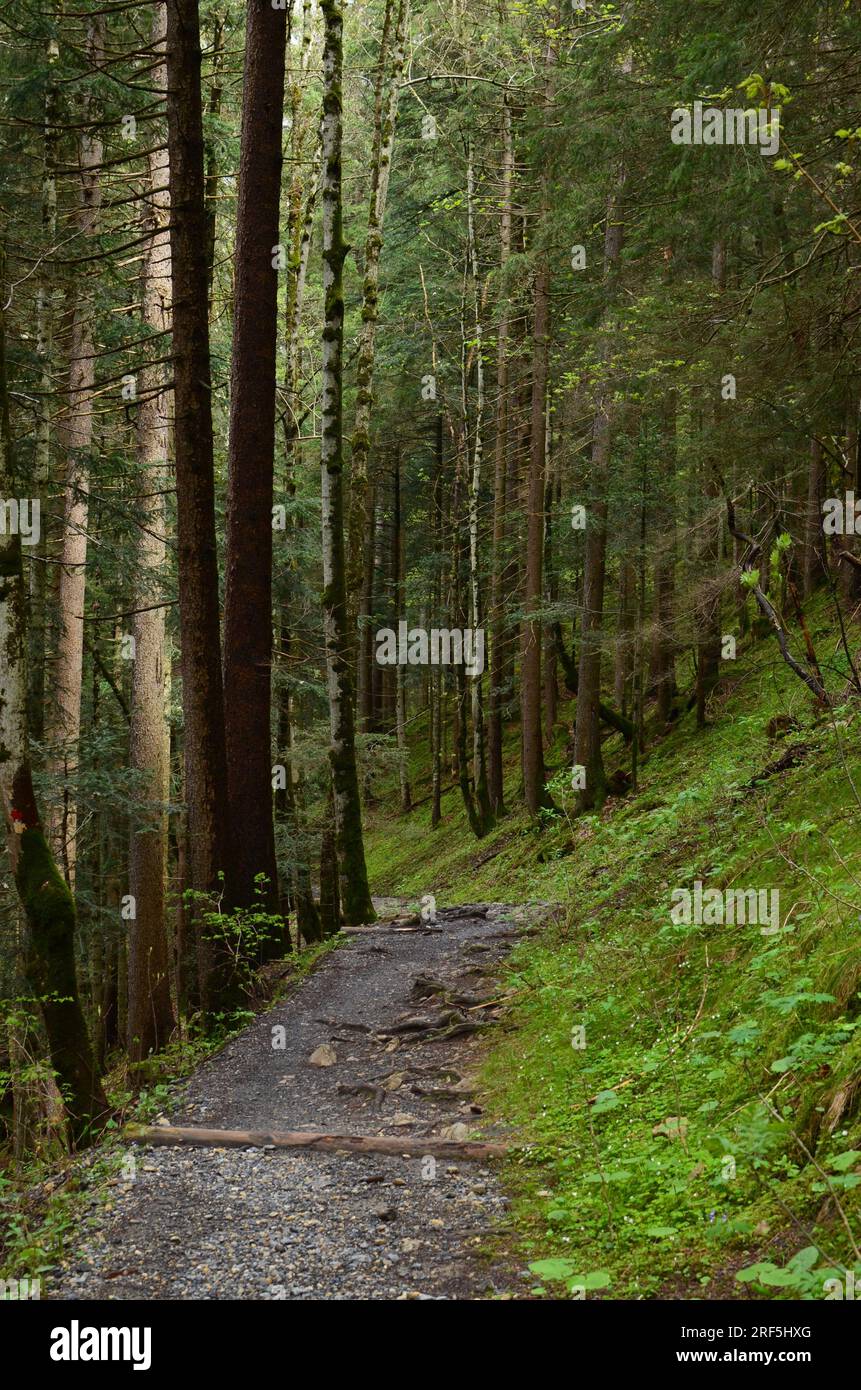 Beautiful view of pathway among green tall trees in forest Stock Photo ...