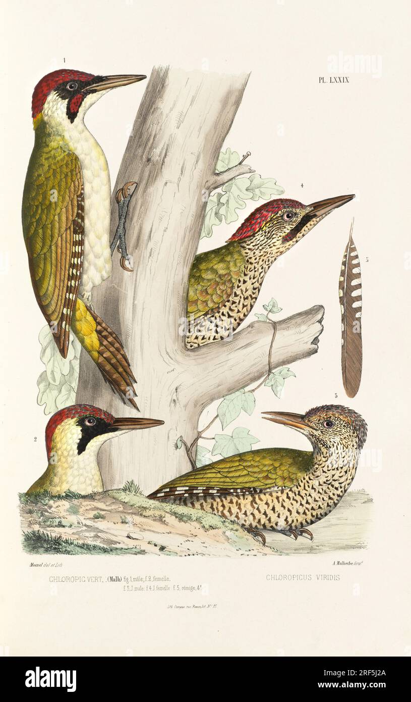 Antique bird illustration. Woodpecker birds in the woods. 19th-century ...