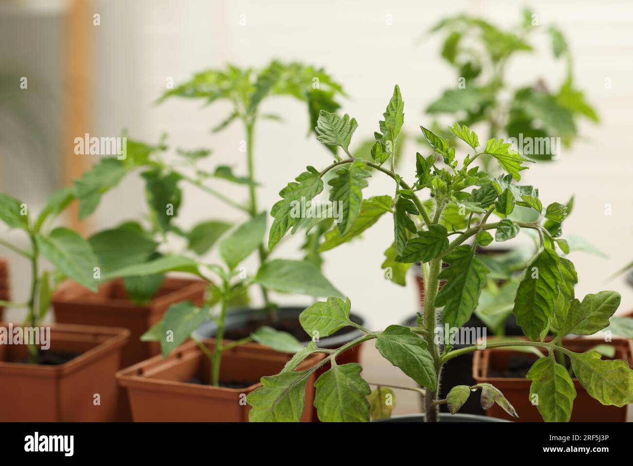 Seedlings growing in plastic containers with soil on blurred background ...