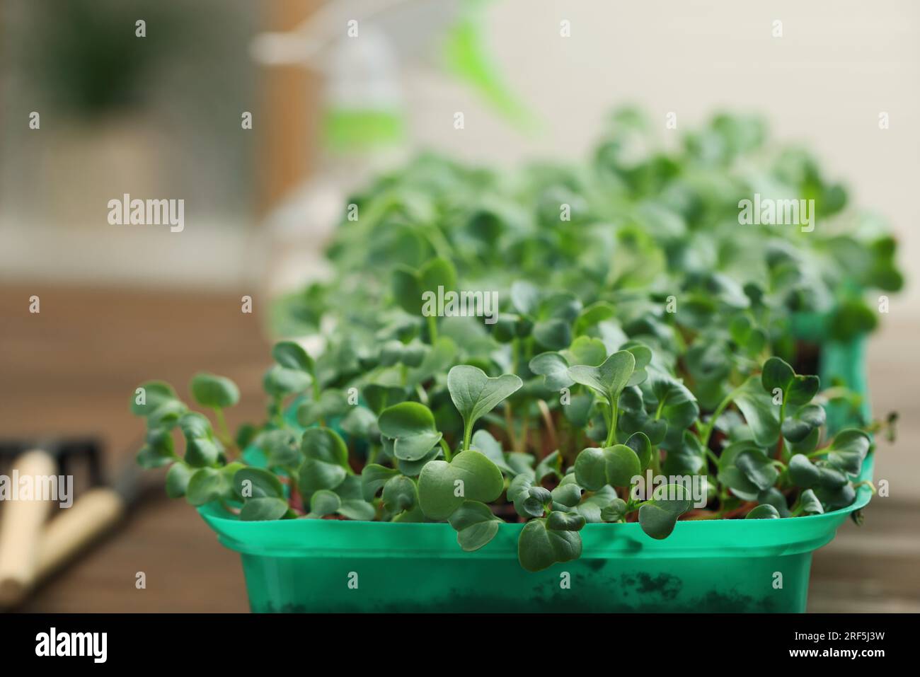 Fresh microgreens growing in plastic container with soil on blurred ...