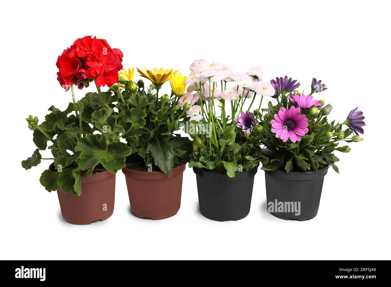 Different beautiful potted flowers isolated on white Stock Photo - Alamy