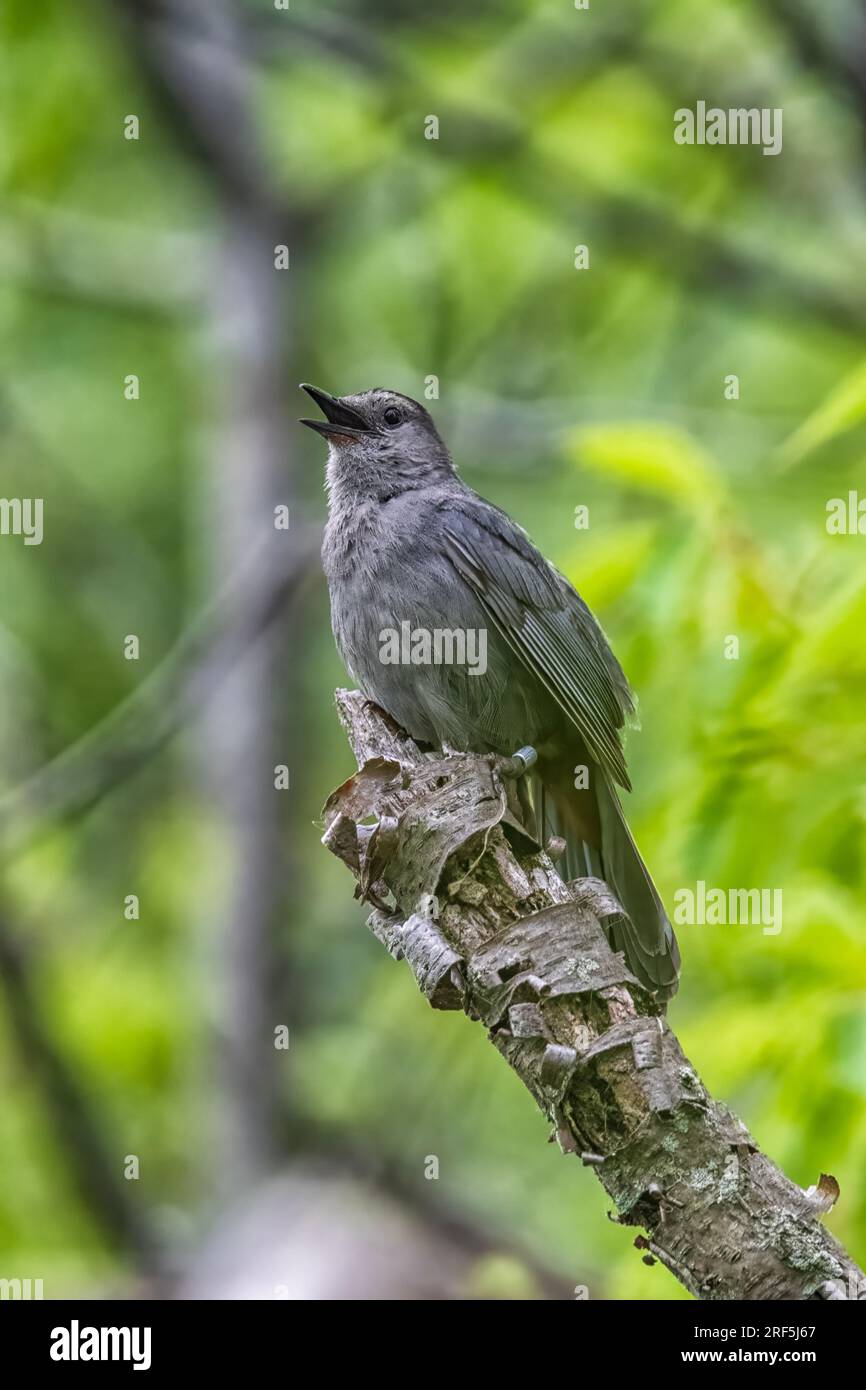 Grey catbird flying hi-res stock photography and images - Alamy