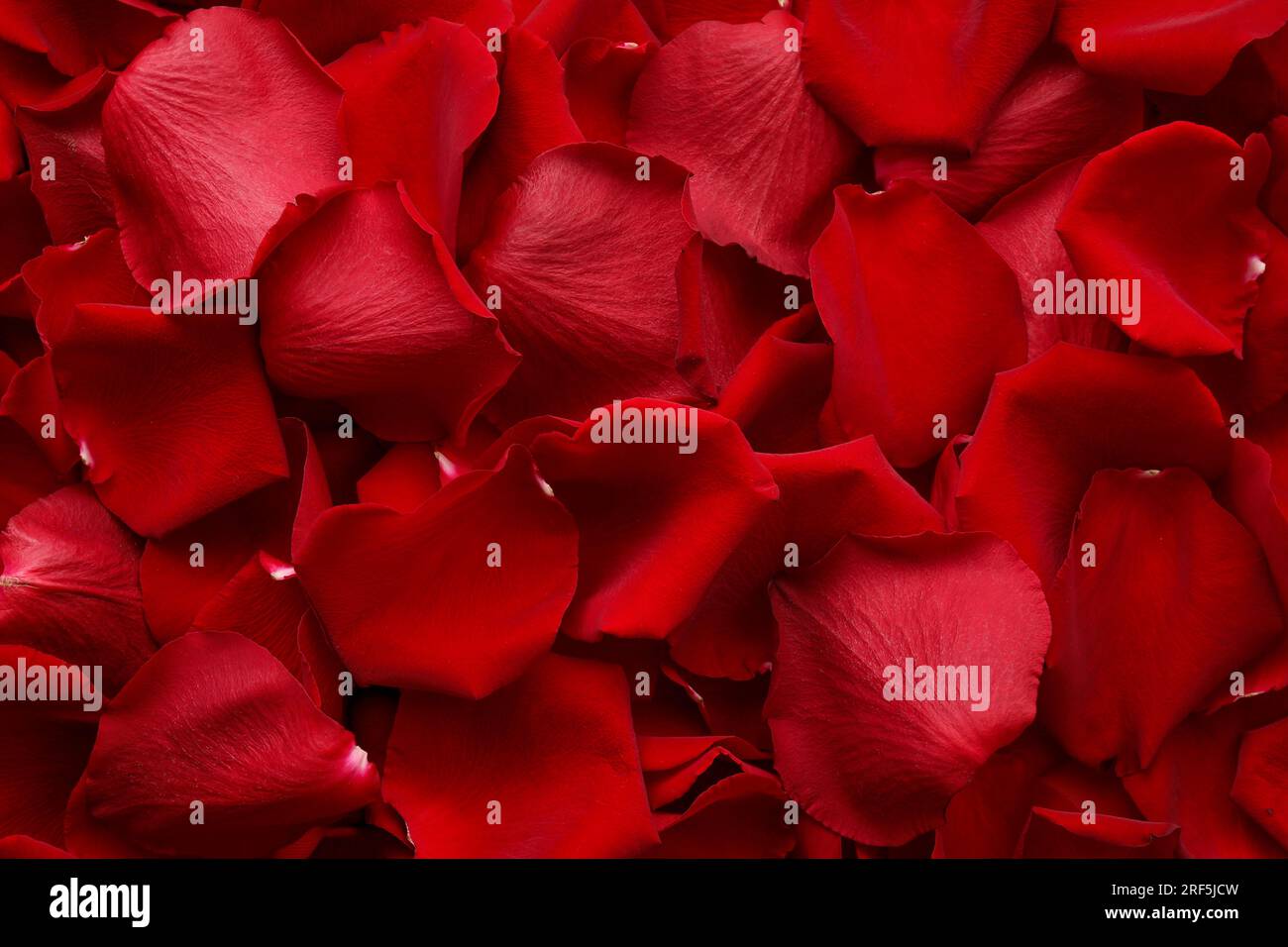Beautiful red rose petals as background, top view Stock Photo - Alamy