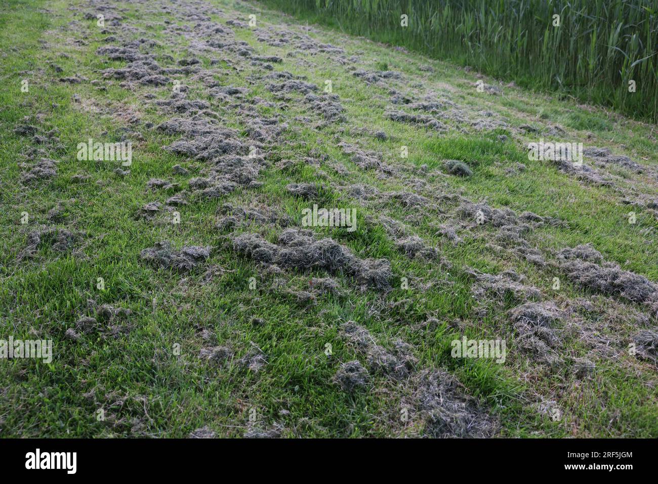 Cut green grass hi-res stock photography and images - Alamy
