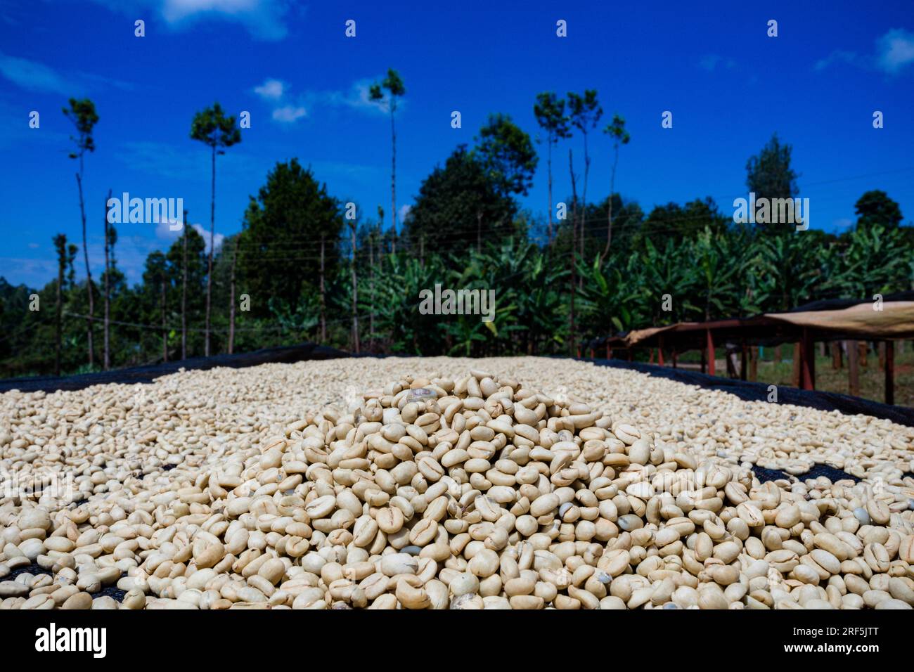 coffee dryer greenhouse solar dryer Structure for drying the coffee ...